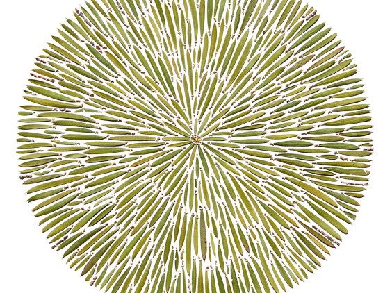 Janine Mackintosh, Artist | Kangaroo Island, Australia